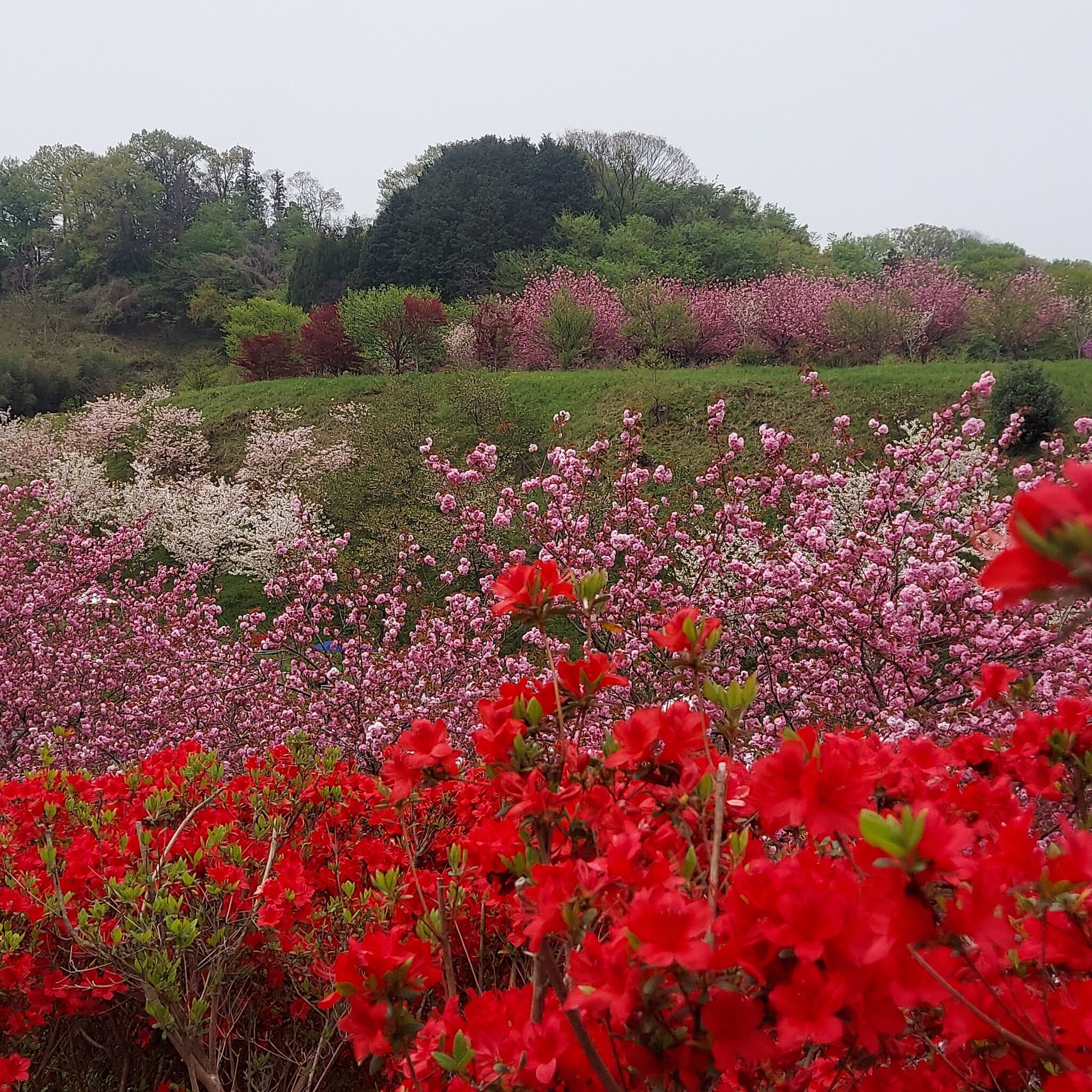花郷OKADA R6.4.19 | 北畿リゾート株式会社