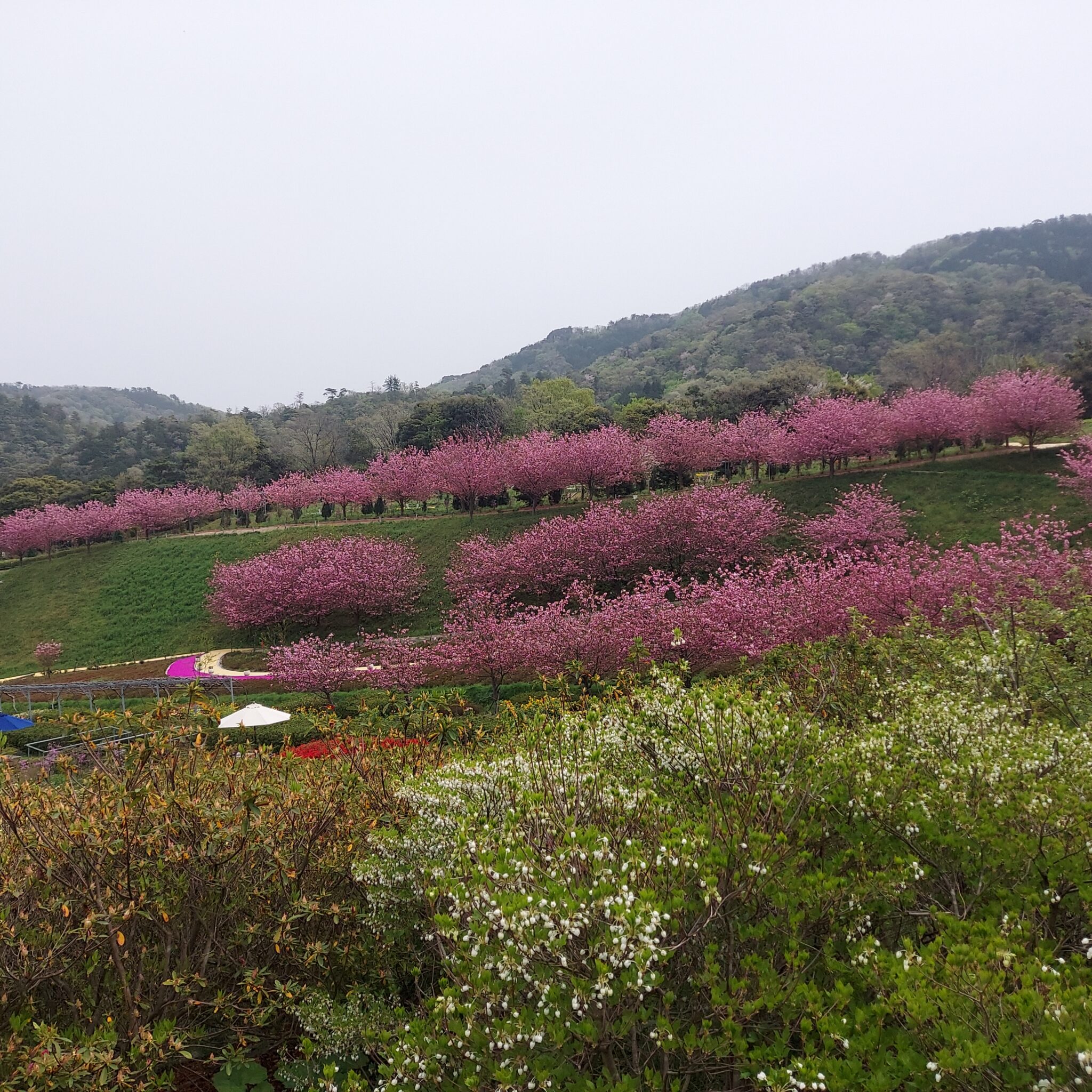花郷OKADA R6.4.19 | 北畿リゾート株式会社