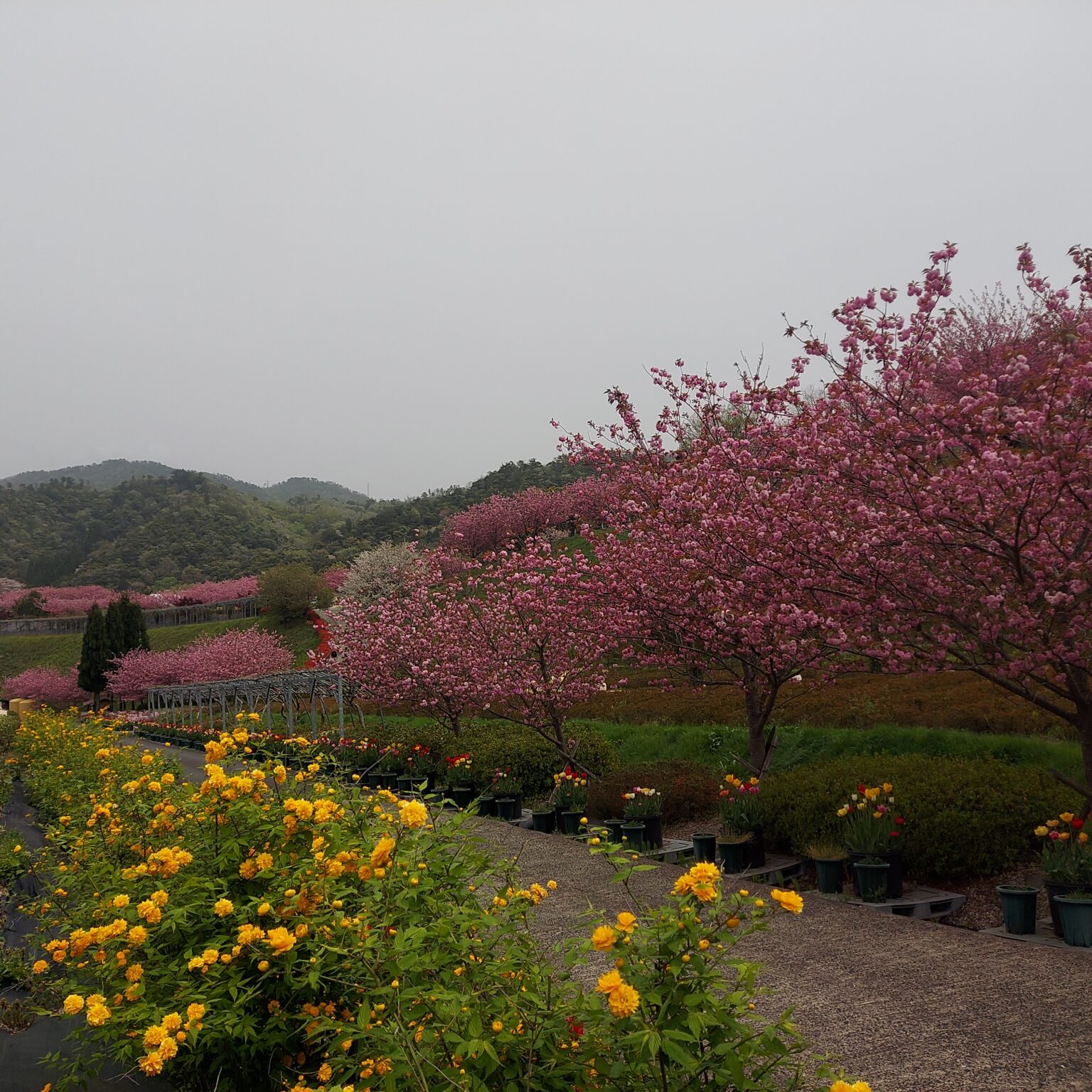 花郷OKADA R6.4.19 | 北畿リゾート株式会社