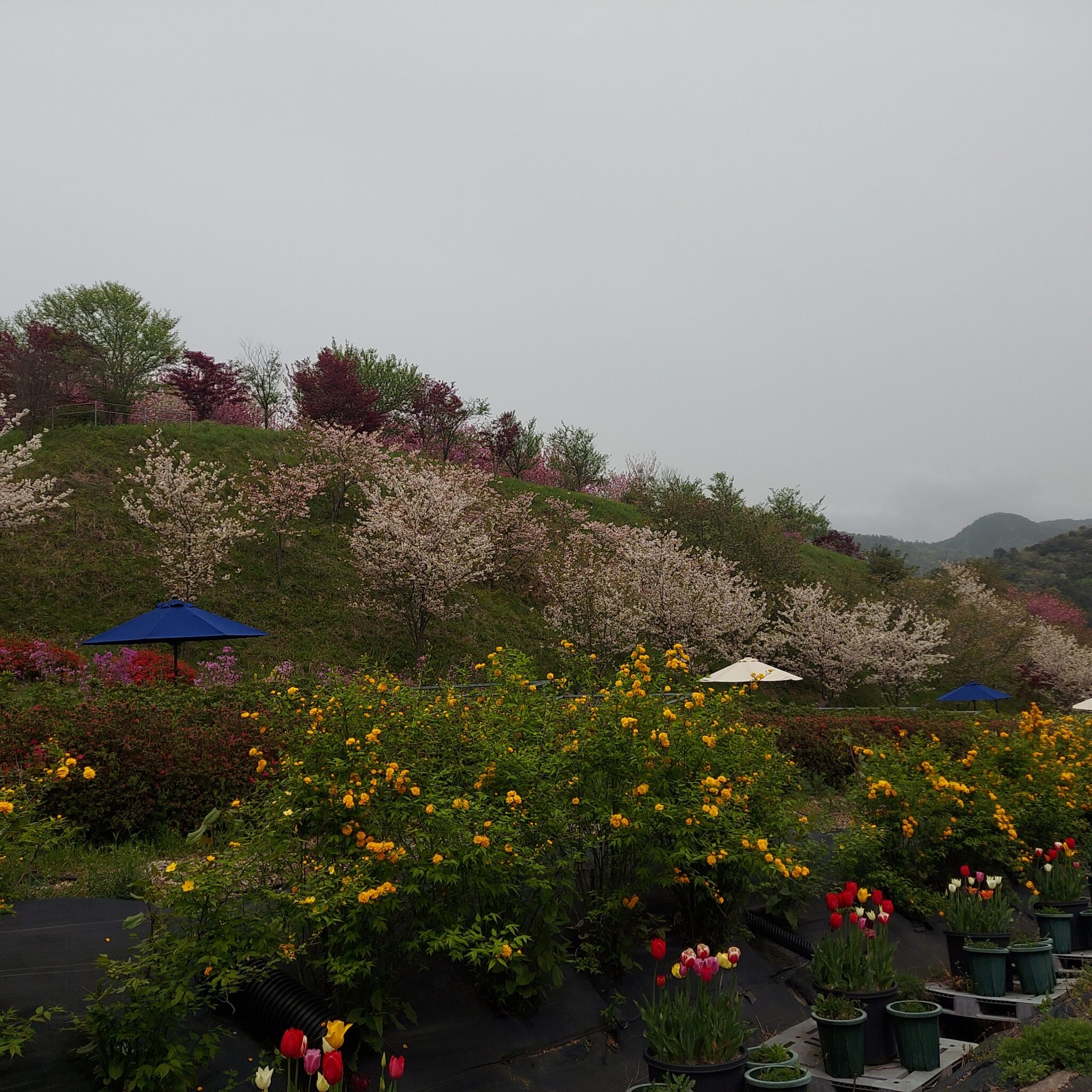 花郷OKADA R6.4.19 | 北畿リゾート株式会社