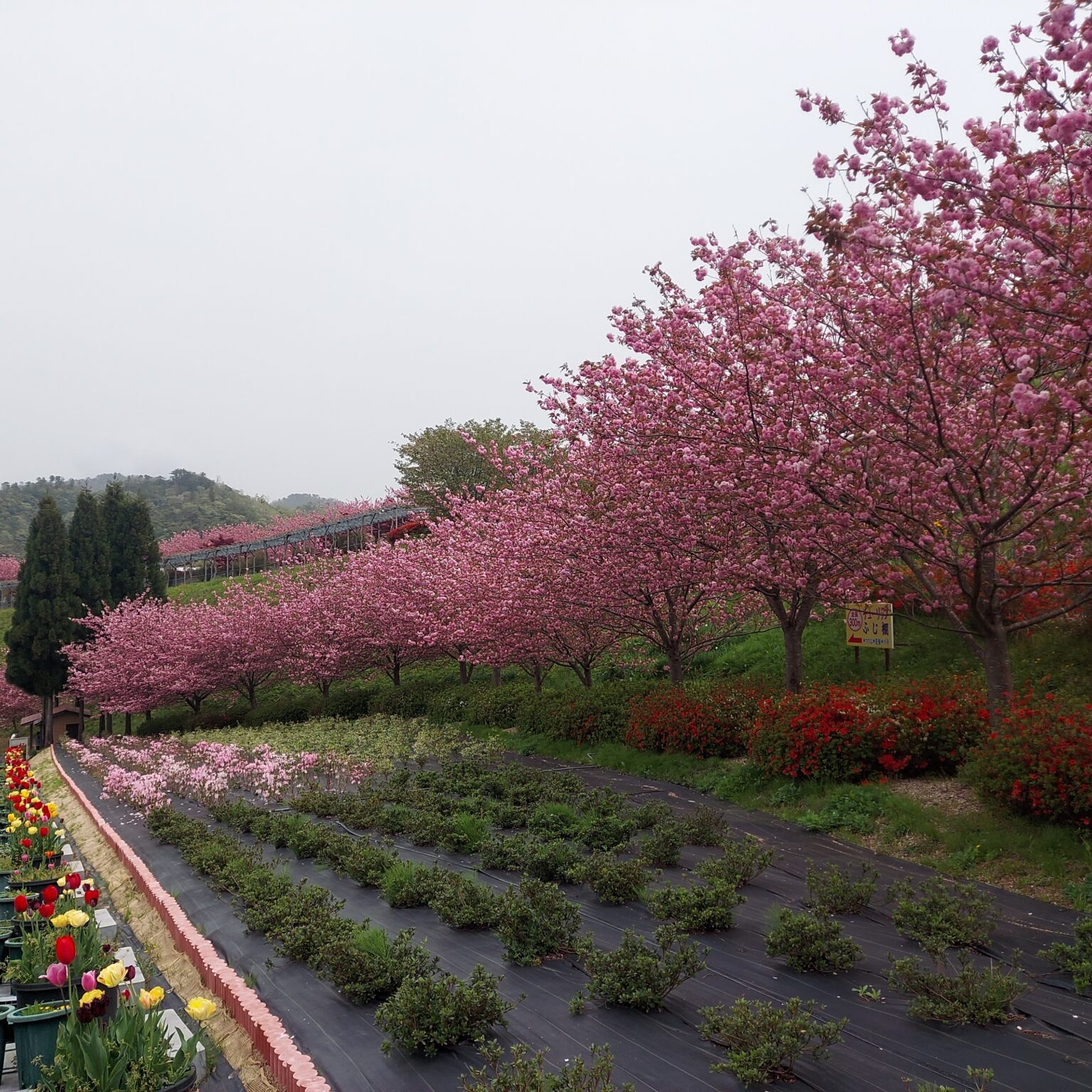 花郷OKADA R6.4.19 | 北畿リゾート株式会社