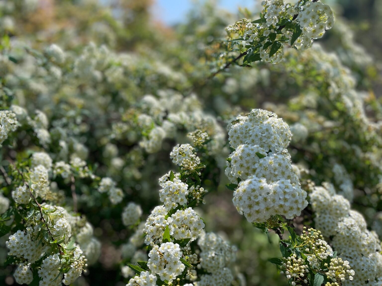 花郷OKADA R6.4.25 | 北畿リゾート株式会社